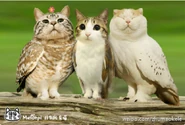 Meowl | Photoshop Hybrid Animal Memes Wiki | Fandom