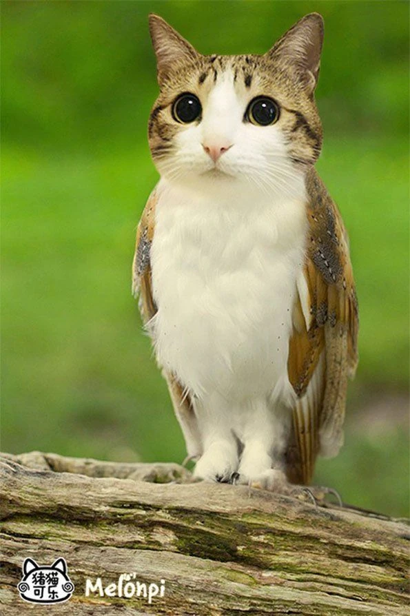 Meowl | Photoshop Hybrid Animal Memes Wiki | Fandom