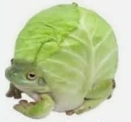 Todd | Frog Wiki | Fandom