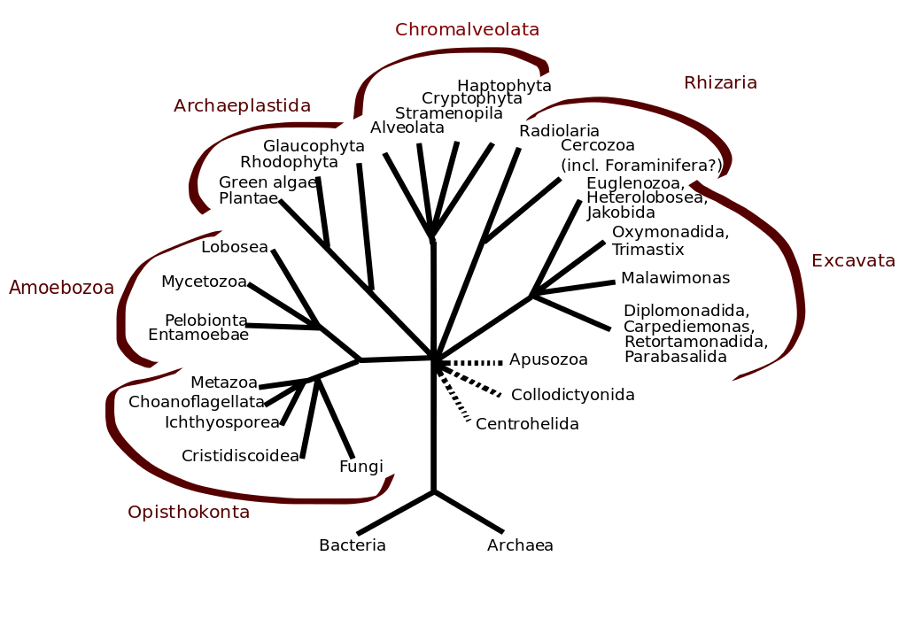 Eukaryota | Phylogeny Wiki | Fandom