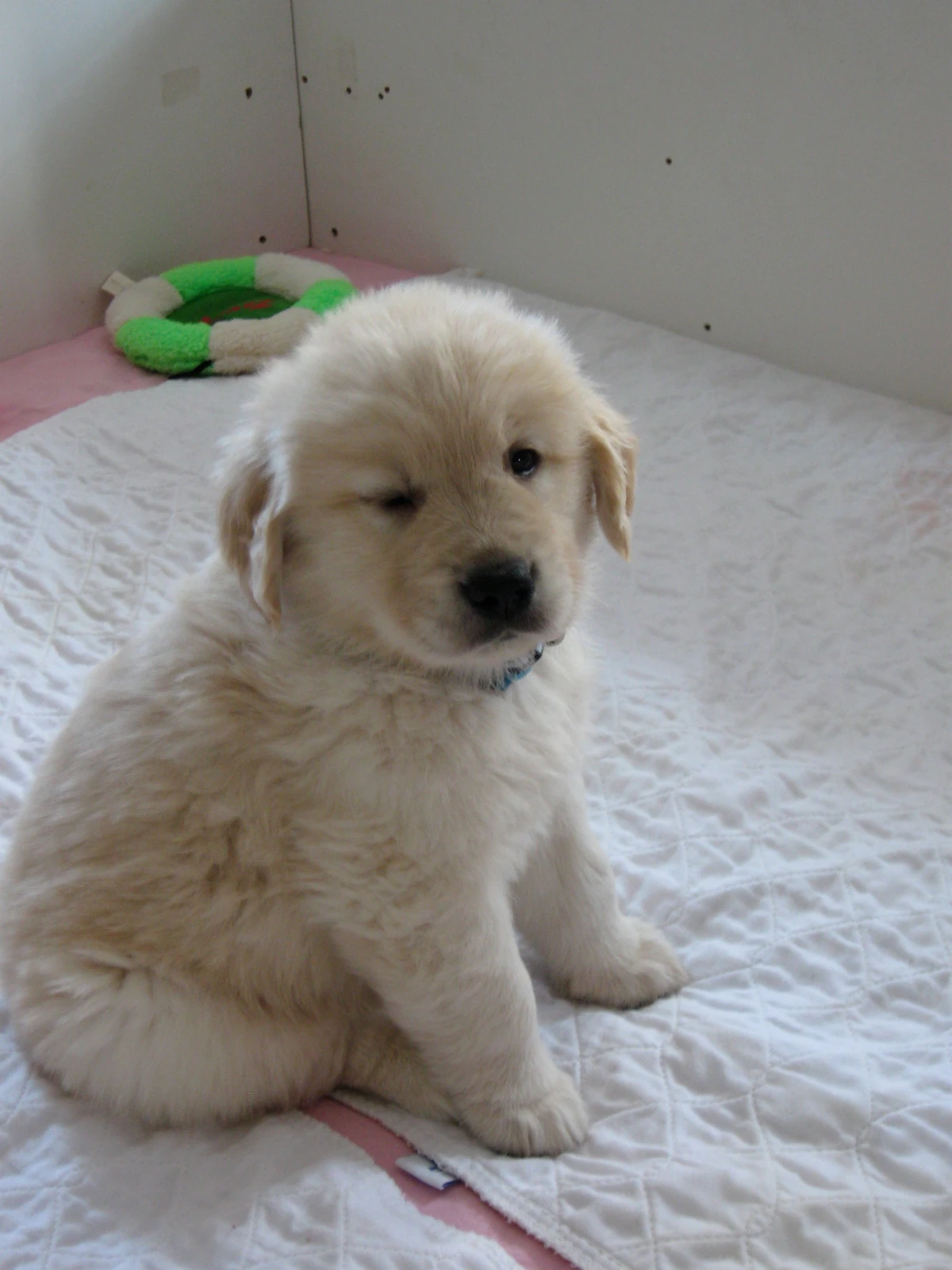 Bagel | Pibble Verse Wiki | Fandom