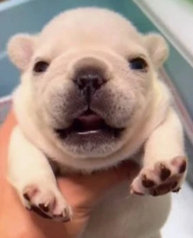 Pibble | Pibble Verse Wiki | Fandom