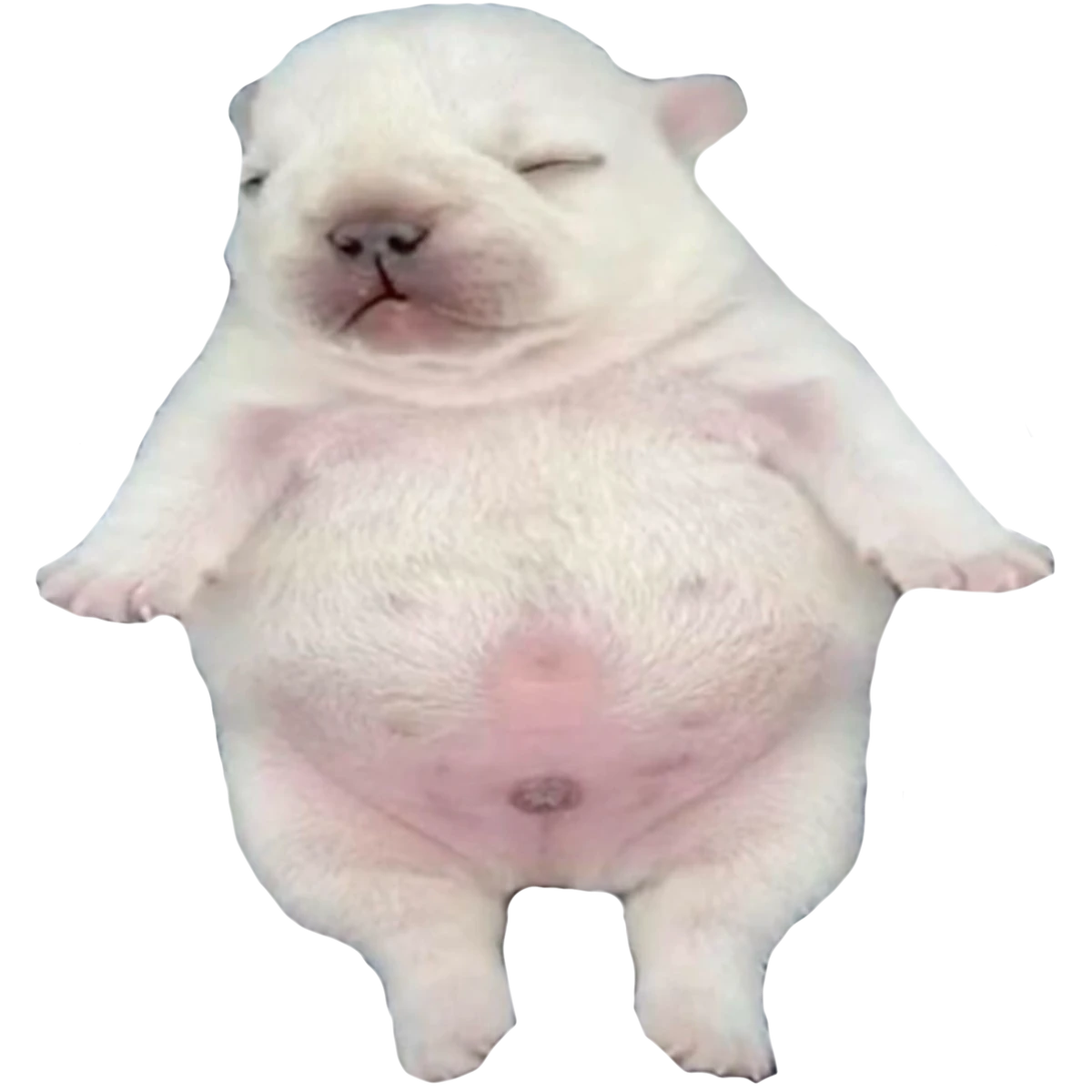 Gmail | Pibble Verse Wiki | Fandom