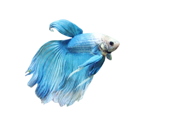 Bahama | Pibby Poosay Battle Wiki | Fandom