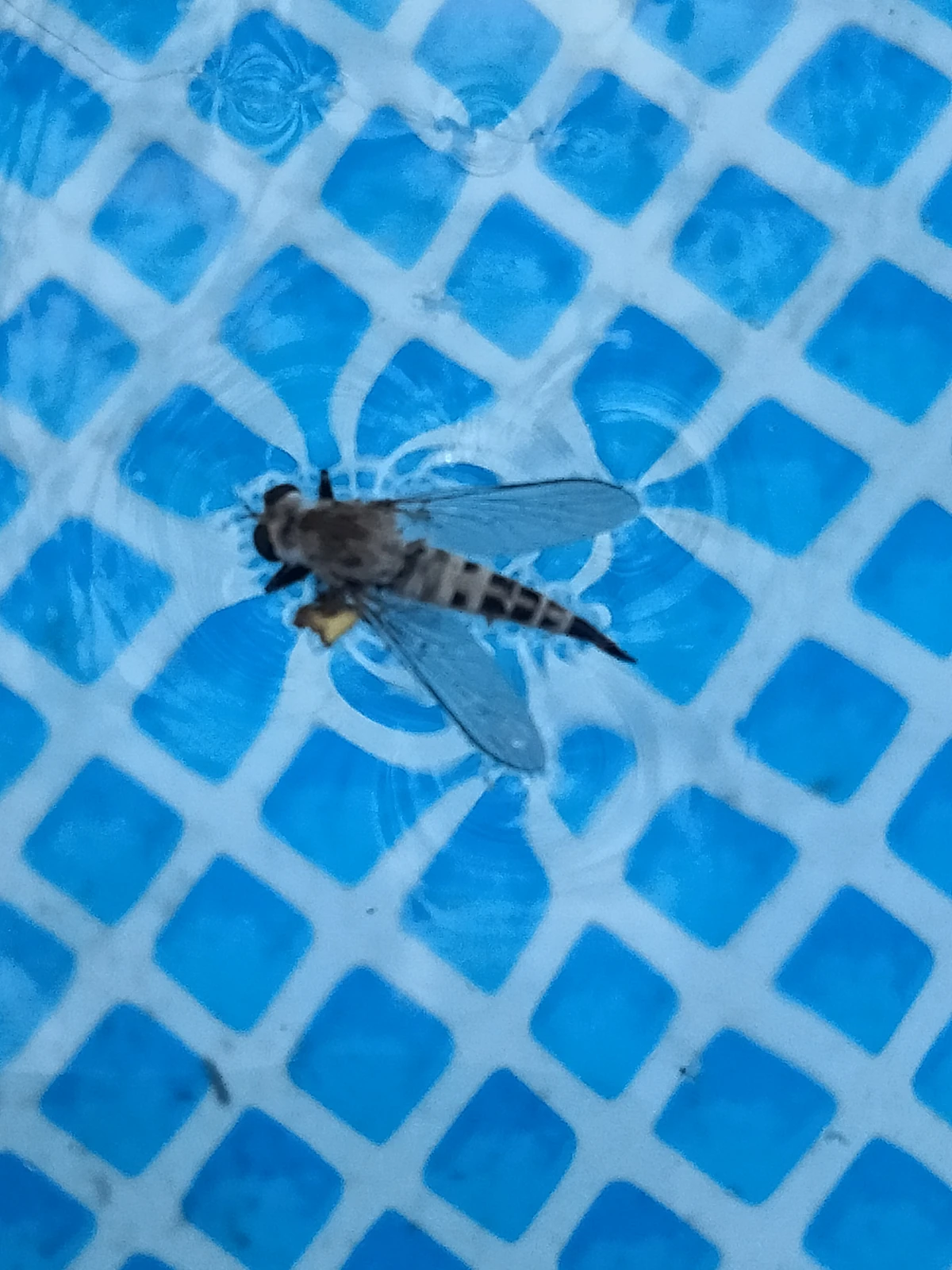 What are these bugs | Pickle Lair Wiki | Fandom