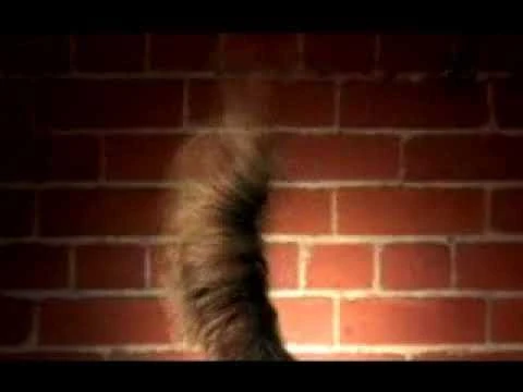 RSPCA - Happy Dog (2001, Australia) | Public Information Film Wiki | Fandom