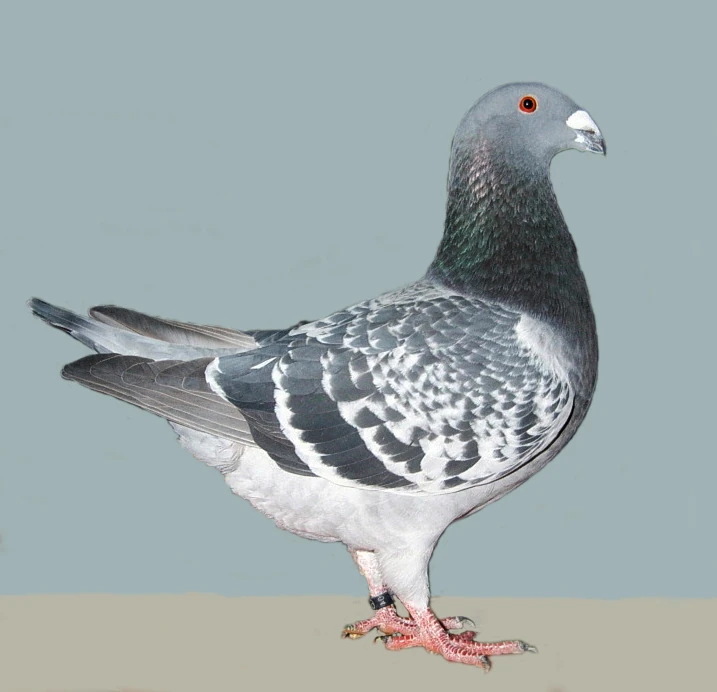 Blue Checkered Pigeon