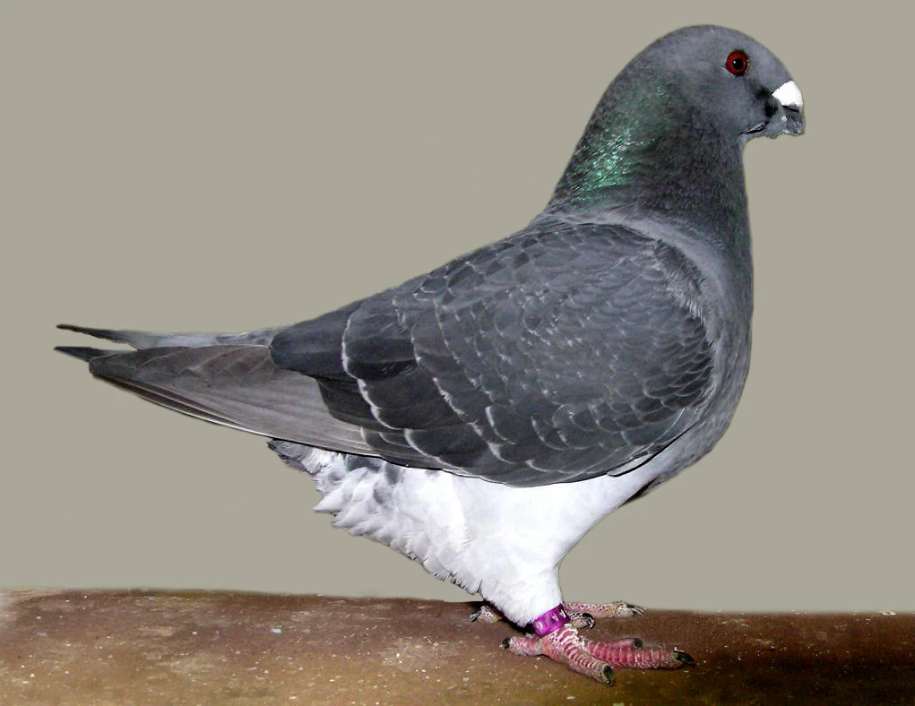 Pigeon Color Genetics
