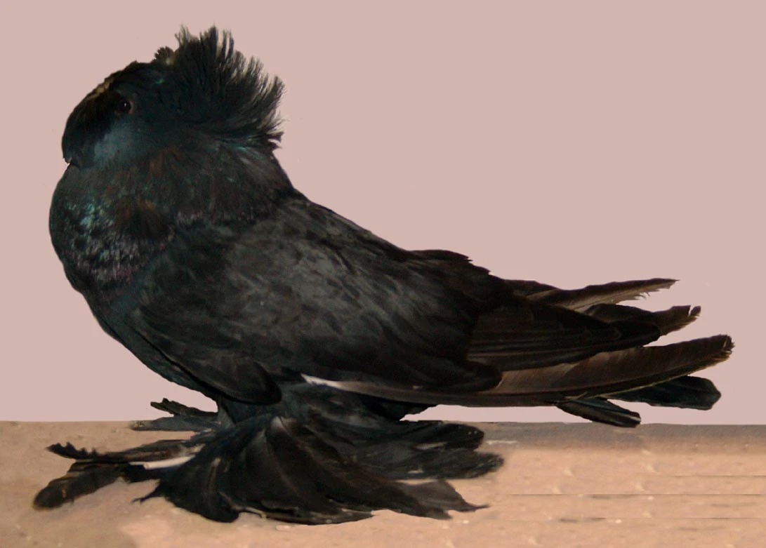 Bokhara Trumpeter | Pigeon Wiki | Fandom