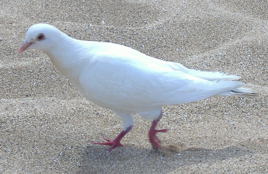 Release Dove | Pigeon Wiki | Fandom