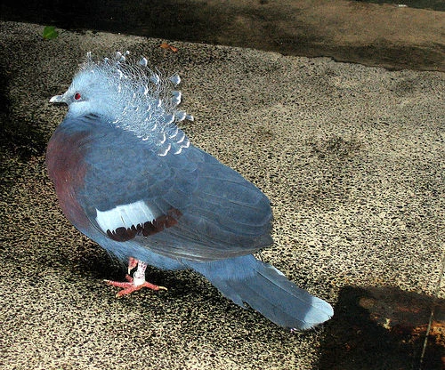 Fancy Pigeon | Pigeon Wiki | Fandom