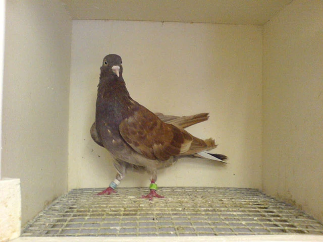Domestic Pigeon | Pigeon Wiki | Fandom