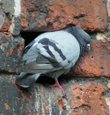 Turbit Pigeon