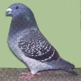 American Show Racer | Pigeon Wiki | Fandom