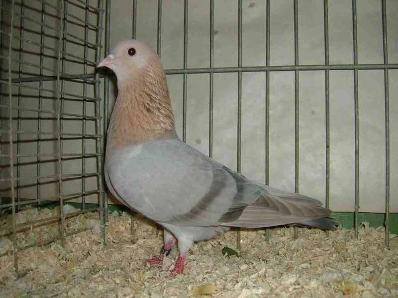 Arabian Trumpeter | Pigeon Wiki | Fandom