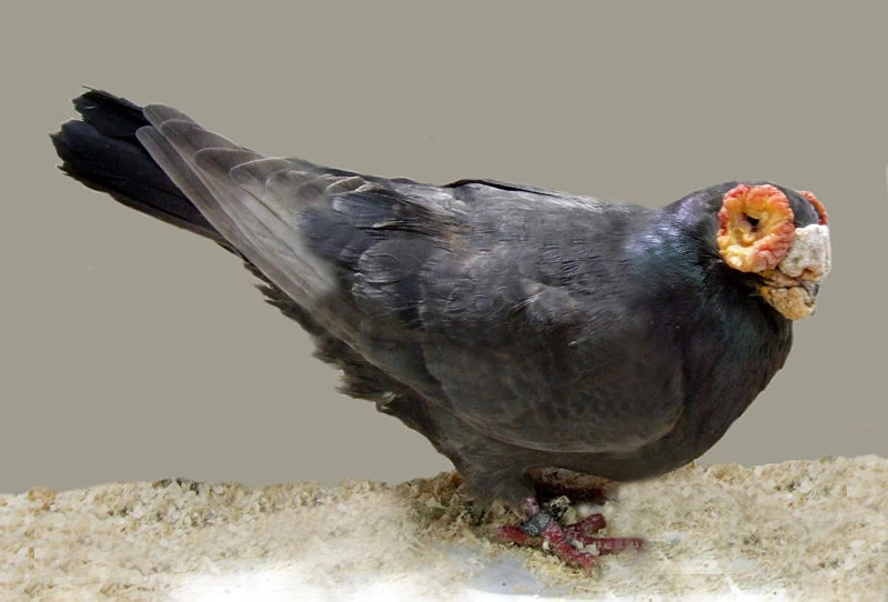 Barb (pigeon) | Pigeon Wiki | Fandom