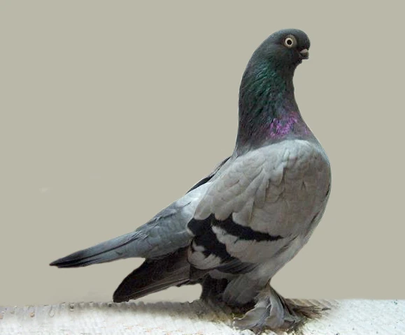 Tumbler (pigeon) | Pigeon Wiki | Fandom