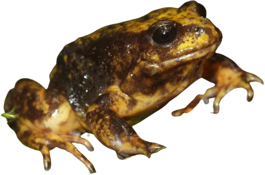 Baw Baw Frog | PiggyPug Wiki | Fandom