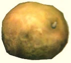 Child of the Earth | Pikmin Wiki | Fandom