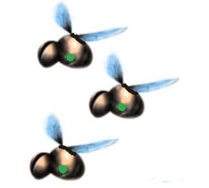 Lighter Shearwig | Pikcanon-NOT | Fandom