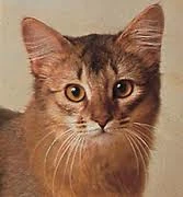 Pinestar | PineClan Wiki | Fandom