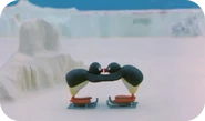 Pingi | Pingu Wiki | Fandom
