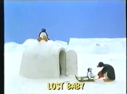 Lost Baby | Pingu Wiki | Fandom