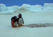 Lost Baby | Pingu Wiki | Fandom