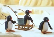 Pongi | Pingu Wiki | Fandom