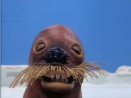 Giant Walrus | Pingu Wiki | Fandom
