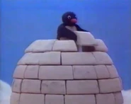Building Igloos | Pingu Wiki | Fandom