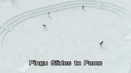 Pingu Glides to Fame | Pingu Wiki | Fandom