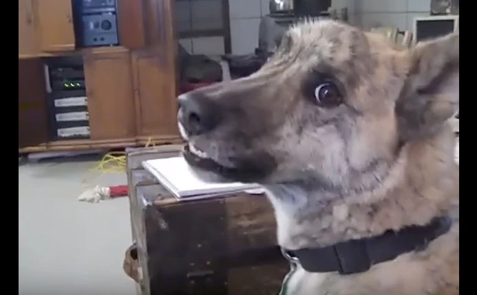 Dog from Ultimate Dog Tease | Pingu's TV Channels Wiki | Fandom