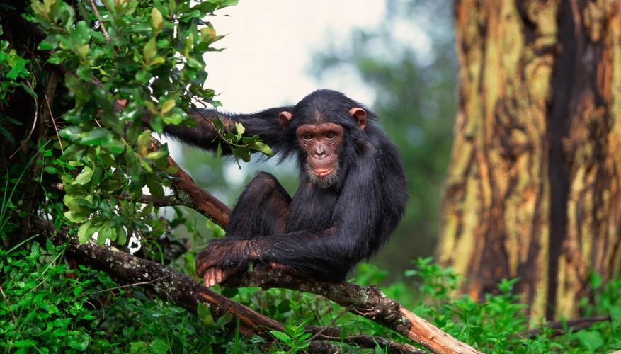 Common Chimpanzee | Pink Ancient Momomiya Wiki | Fandom