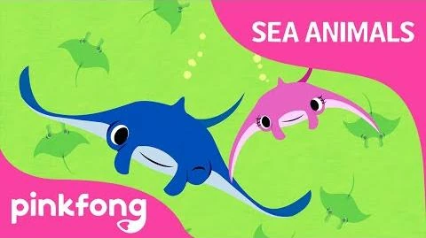 Super Duper Manta Ray | PINKFONG Wiki | Fandom