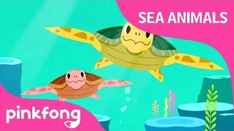 Tooty Ta Sea Turtle | PINKFONG Wiki | Fandom