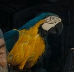 Perico | Wiki Piratas del Caribe | Fandom