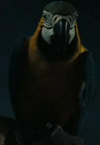 Parrot | Pirates of the Caribbean Wiki | Fandom