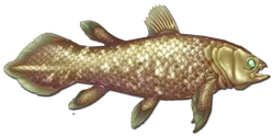 Coelacanth | Pirates Online Wiki | Fandom