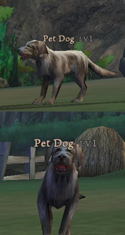 Summon Dog | Pirates Online Wiki | Fandom