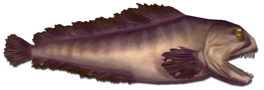 Atlantic Wolffish | Pirates Online Wiki | Fandom