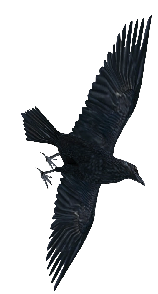 Raven | Pirates Online Wiki | Fandom