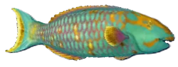 Golden Parrot Fish | Pirates Online Wiki | Fandom