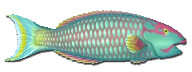 Parrot Fish | Pirates Online Wiki | Fandom