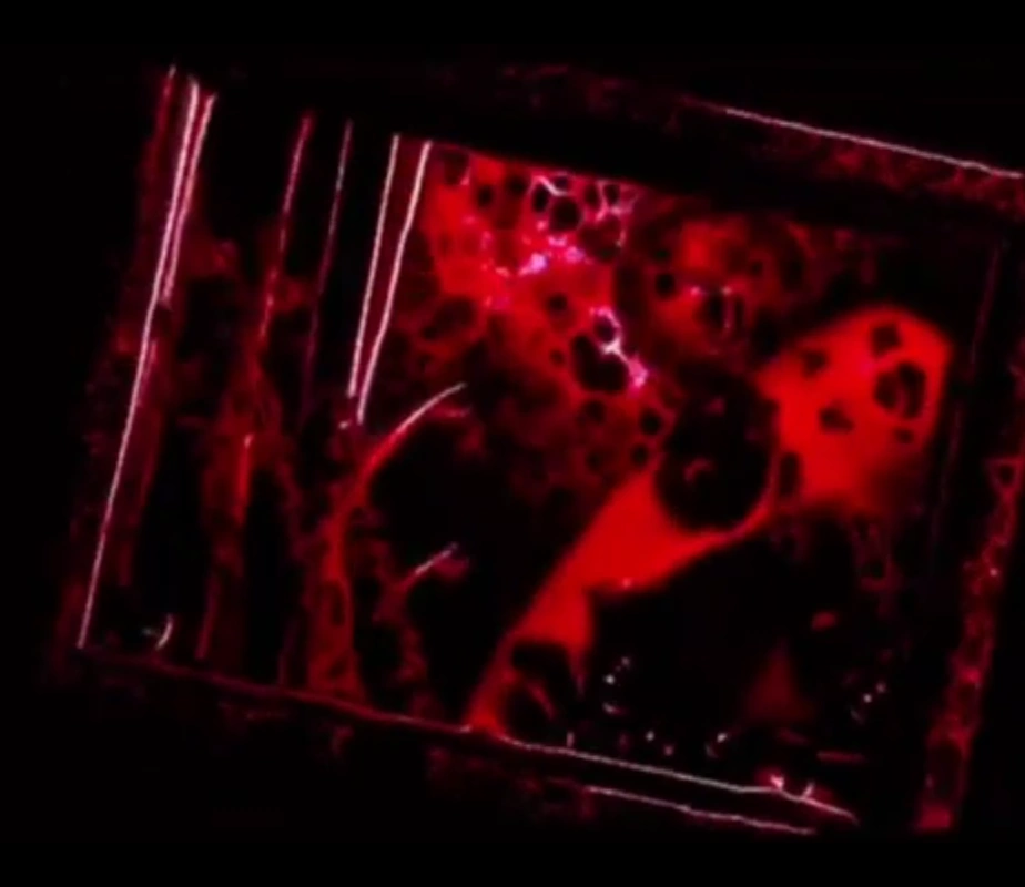 Choose none | PiroPito Wiki | Fandom