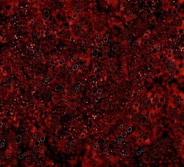 666 | PiroPito Wiki | Fandom