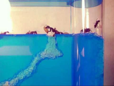 Ant Series | PiroPito Wiki | Fandom