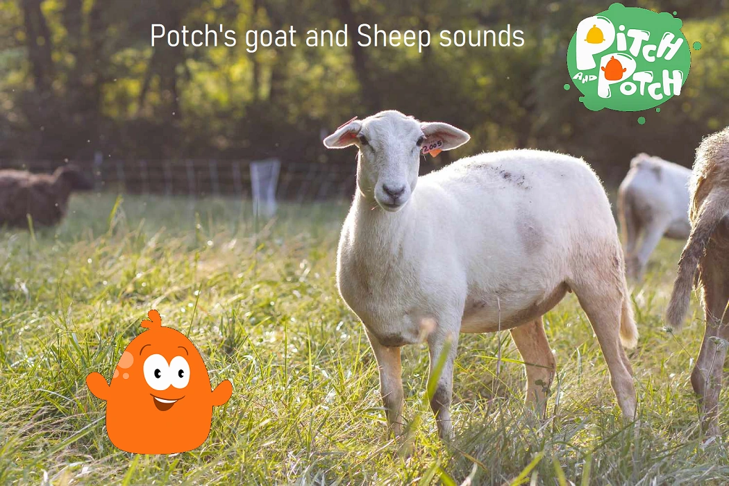 Potch's goat and Sheep sounds | Pitch and Potch Wiki | Fandom