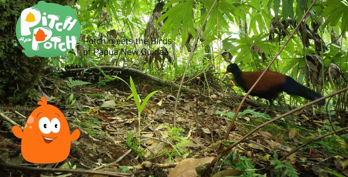 Potch meets the Birds of Papua New Guinea | Pitch and Potch Wiki | Fandom