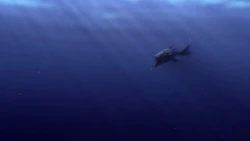 Finding Nemo Barracuda Eats Coral